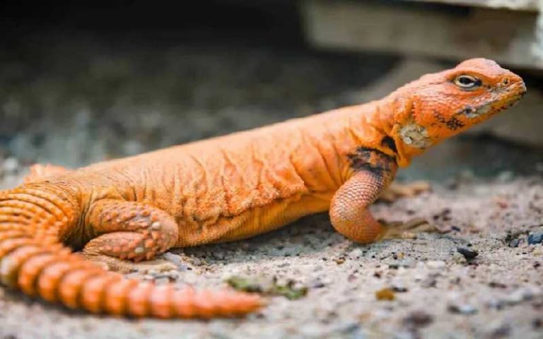 Choosing and Setting up a Uromastyx Tank - Gecko Geek